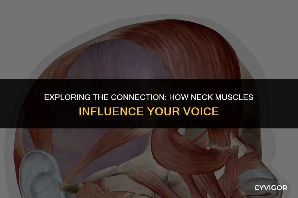 Exploring The Connection: How Neck Muscles Influence Your Voice | CyVigor