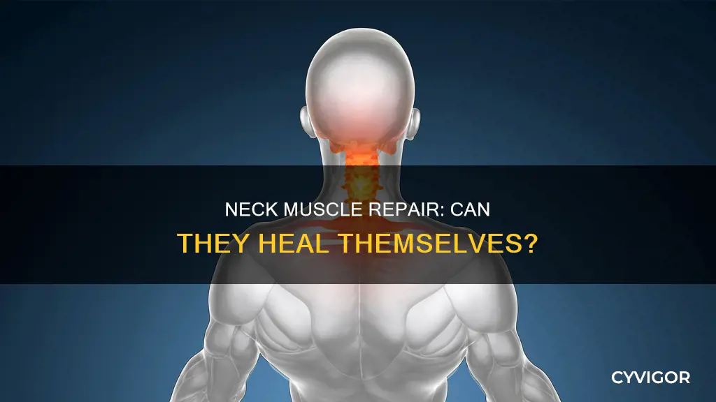 Neck Muscle Repair: Can They Heal Themselves? | CyVigor