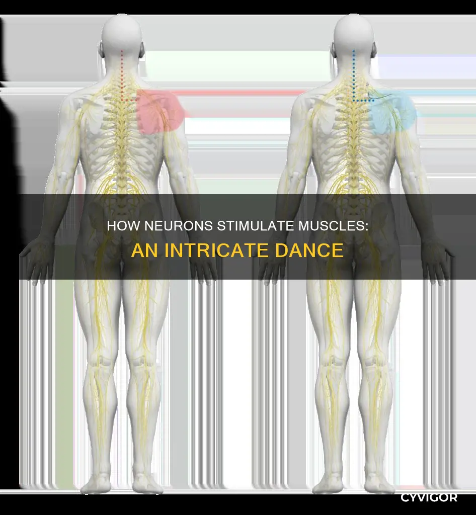 How Neurons Stimulate Muscles: An Intricate Dance | CyVigor
