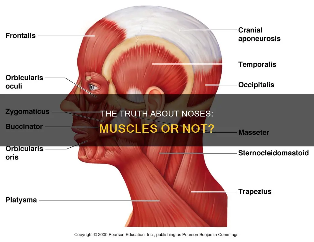 The Truth About Noses: Muscles Or Not? | CyVigor