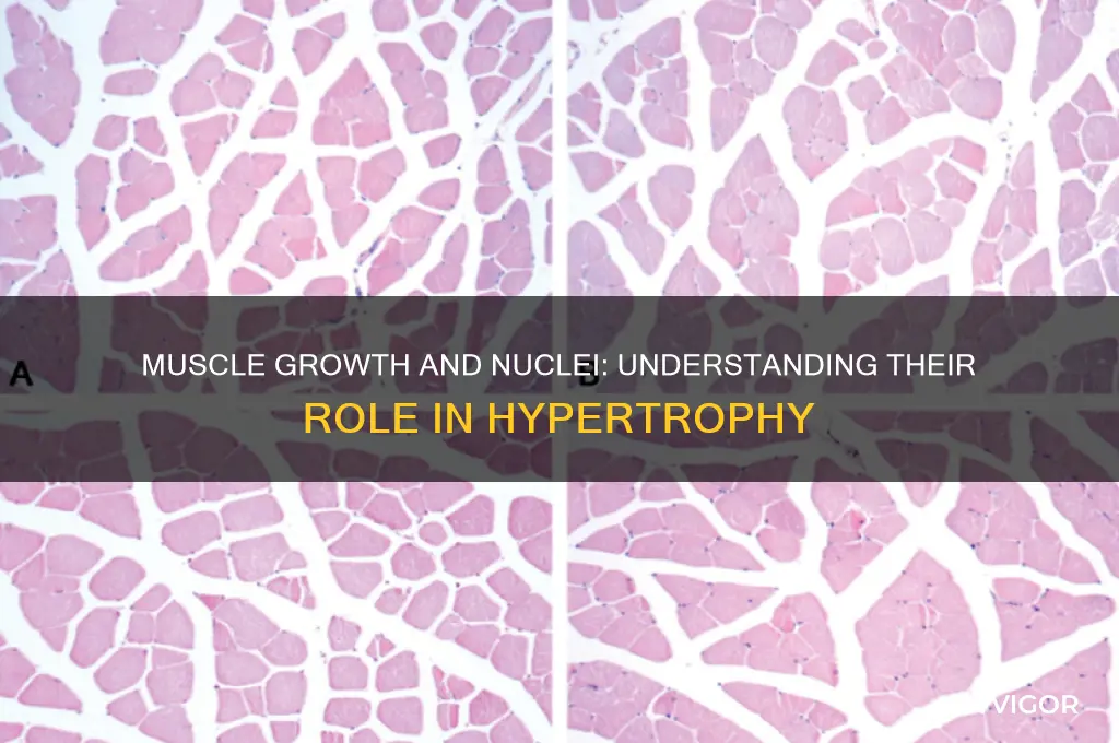 Muscle Growth And Nuclei: Understanding Their Role In Hypertrophy | CyVigor