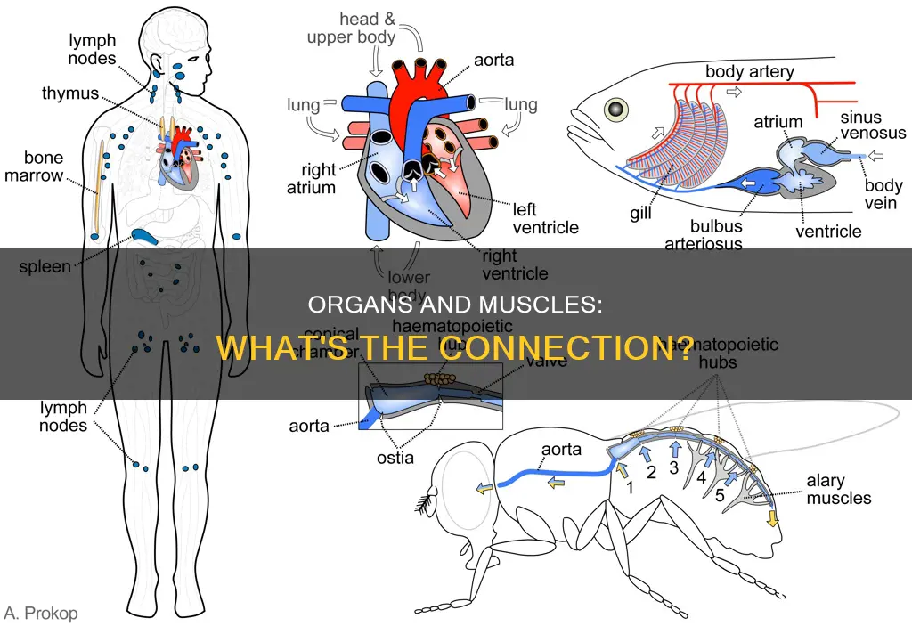 Organs And Muscles: What's The Connection? | CyVigor