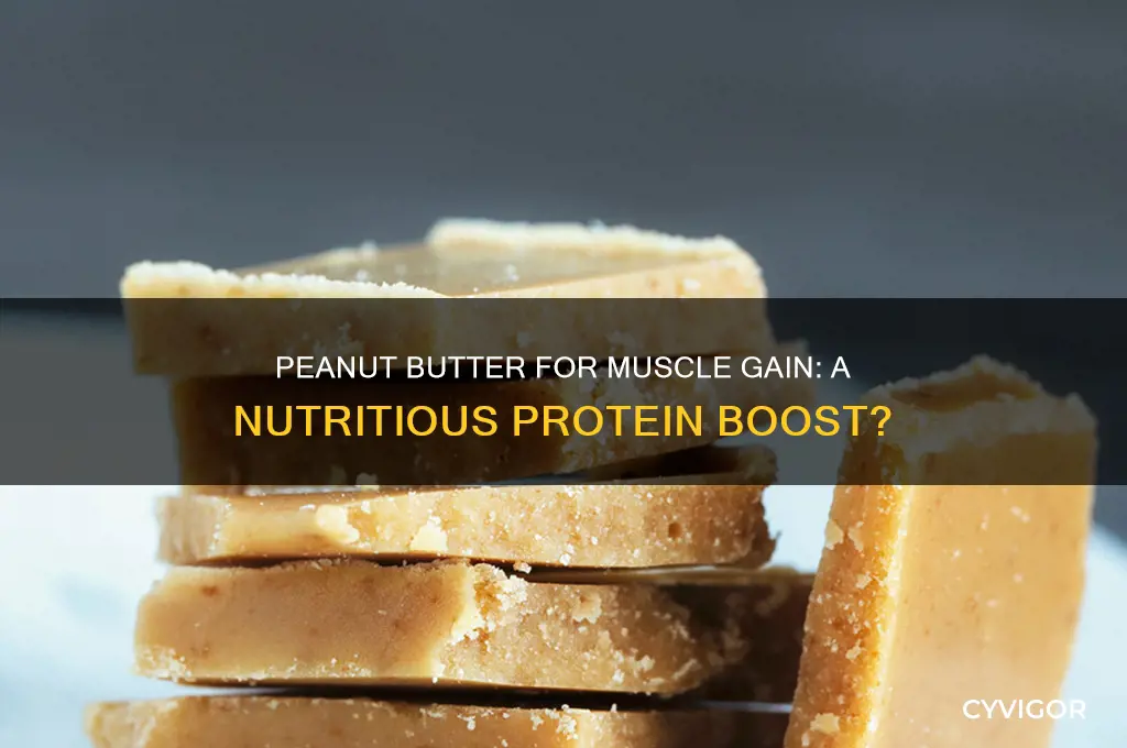 Peanut Butter For Muscle Gain: A Nutritious Protein Boost? | CyVigor