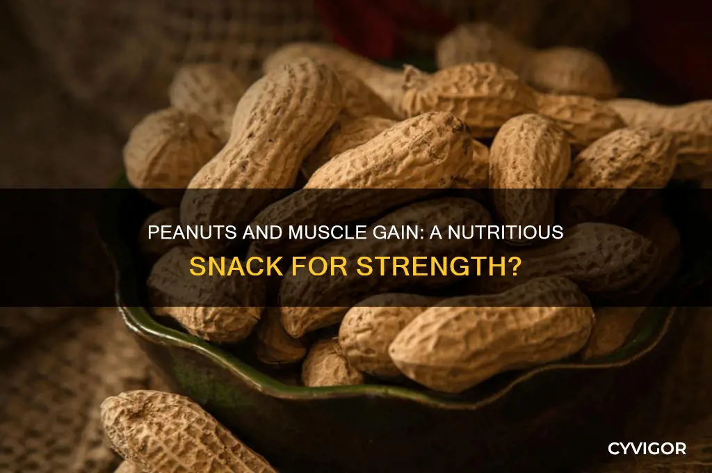 Peanuts And Muscle Gain: A Nutritious Snack For Strength? | CyVigor