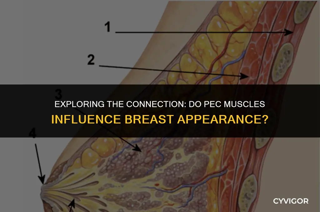 Exploring The Connection: Do Pec Muscles Influence Breast Appearance ...