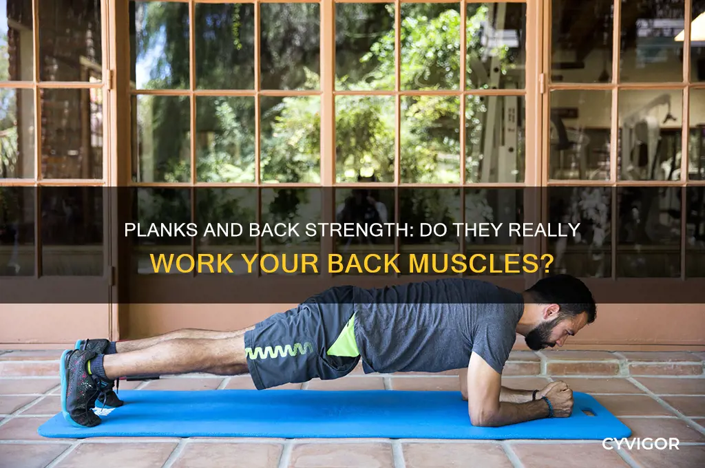 Planks And Back Strength: Do They Really Work Your Back Muscles? | CyVigor