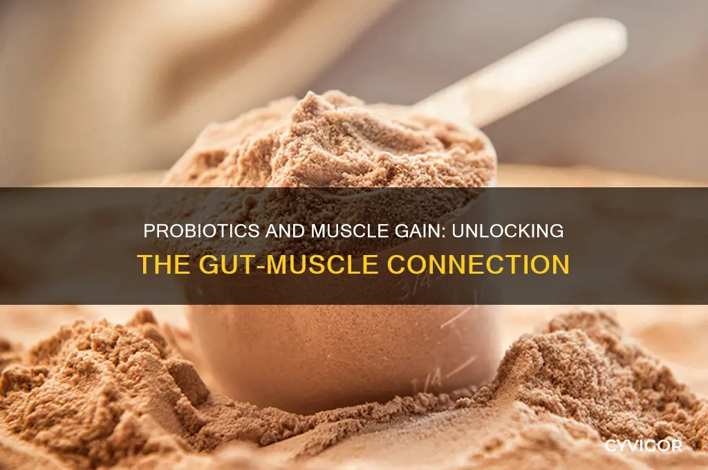 Probiotics And Muscle Gain: Unlocking The Gut-Muscle Connection | CyVigor