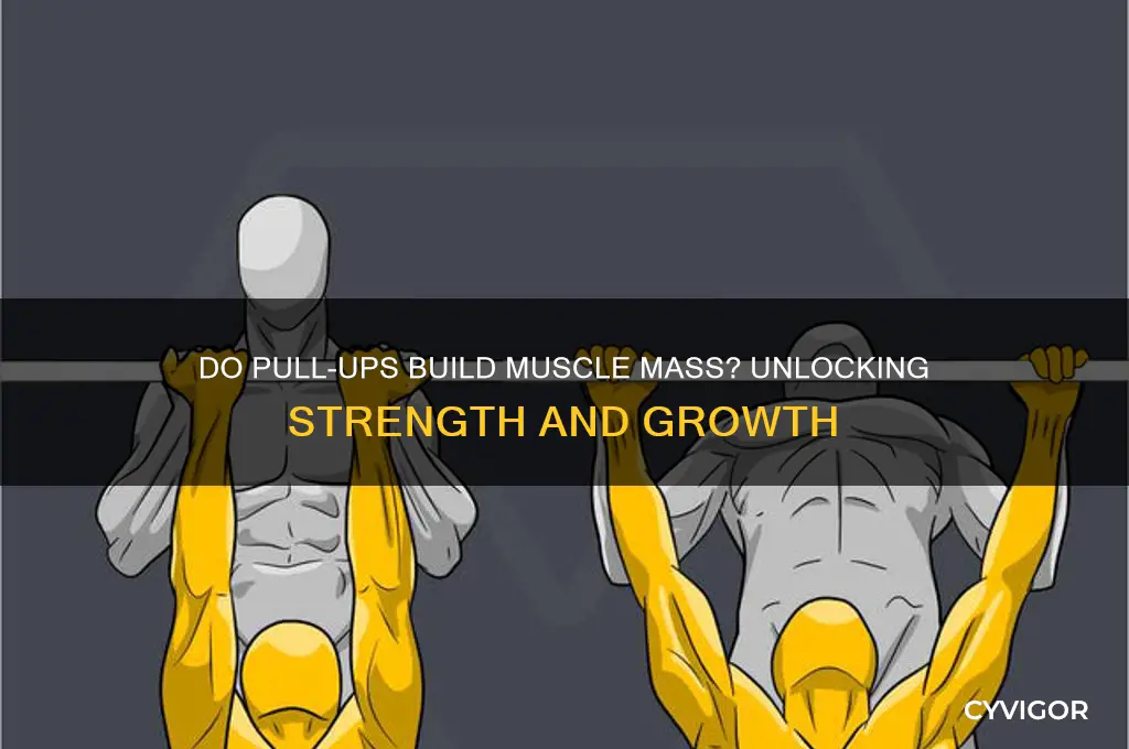 Do Pull-Ups Build Muscle Mass? Unlocking Strength And Growth | CyVigor