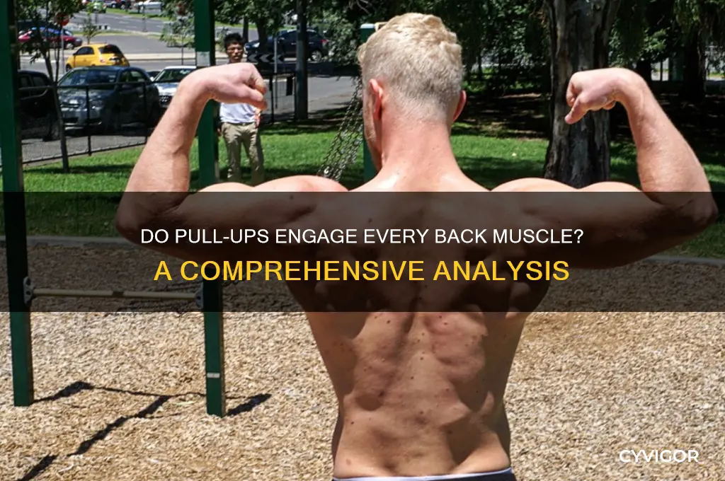 Do Pull-Ups Engage Every Back Muscle? A Comprehensive Analysis | CyVigor