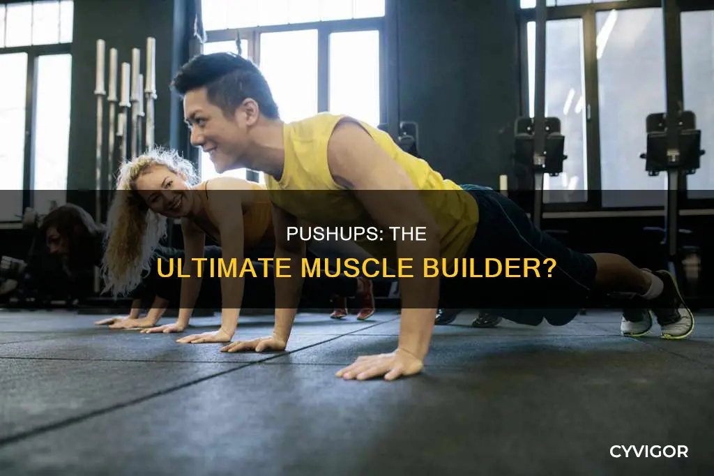 Pushups: The Ultimate Muscle Builder? | CyVigor