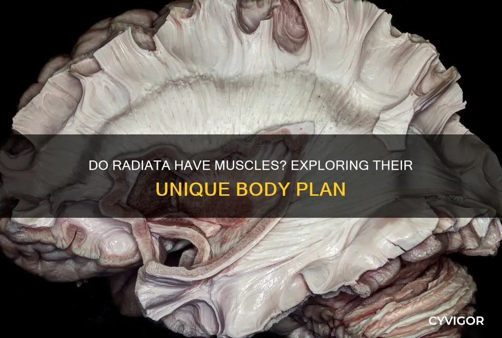 Do Radiata Have Muscles? Exploring Their Unique Body Plan | CyVigor