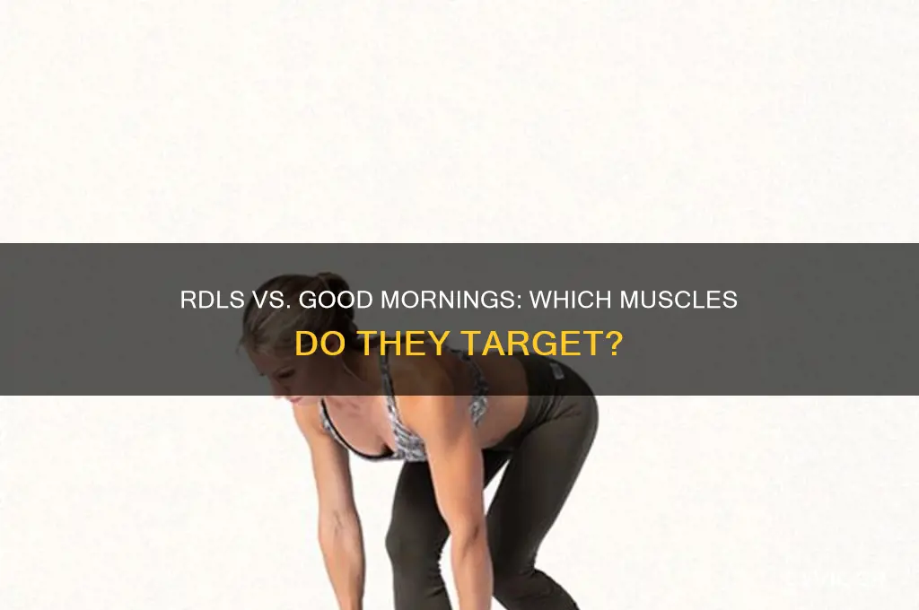 Rdls Vs. Good Mornings: Which Muscles Do They Target? | CyVigor