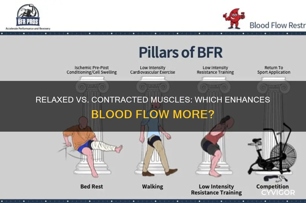 Relaxed Vs. Contracted Muscles: Which Enhances Blood Flow More? | CyVigor