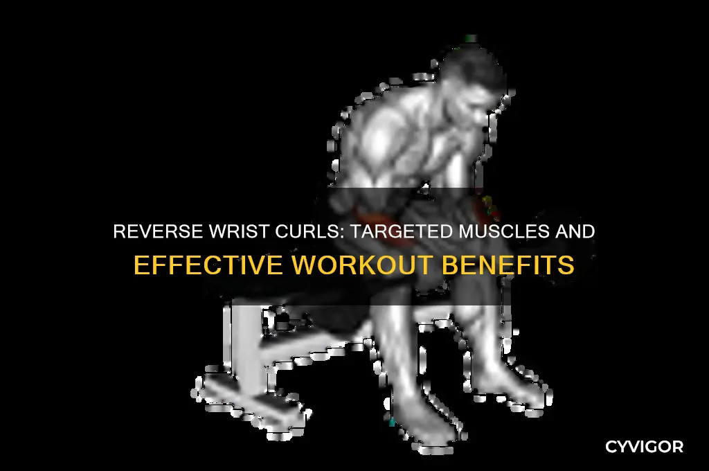 Reverse Wrist Curls: Targeted Muscles And Effective Workout Benefits ...