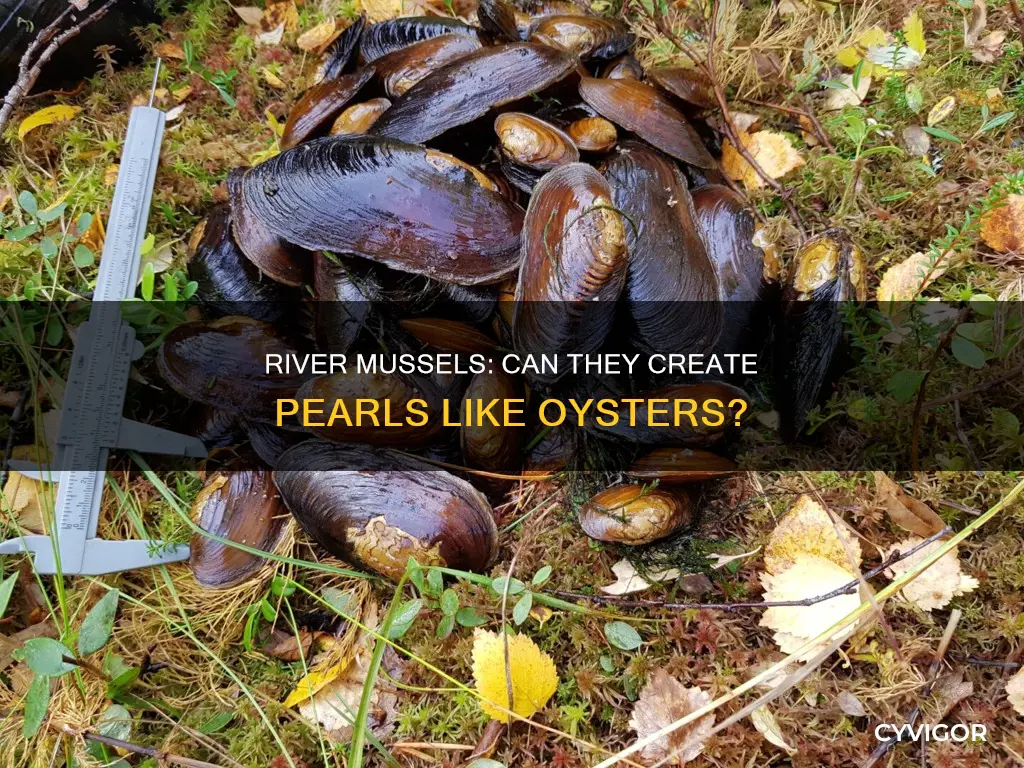 River Mussels: Can They Create Pearls Like Oysters? | CyVigor