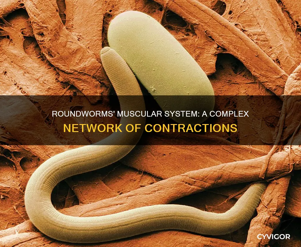 Roundworms' Muscular System: A Complex Network Of Contractions | CyVigor