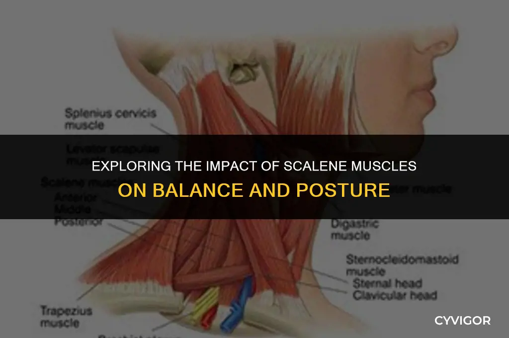Exploring The Impact Of Scalene Muscles On Balance And Posture | CyVigor