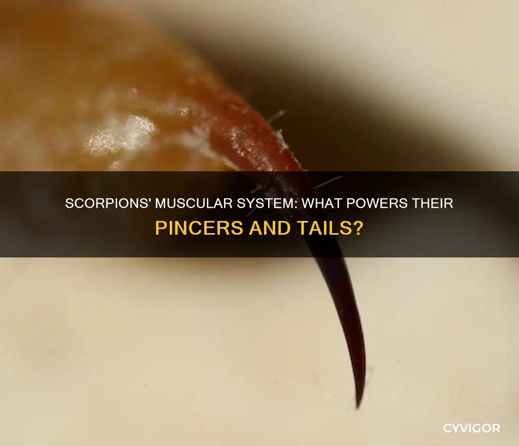 Scorpions' Muscular System: What Powers Their Pincers And Tails? | CyVigor