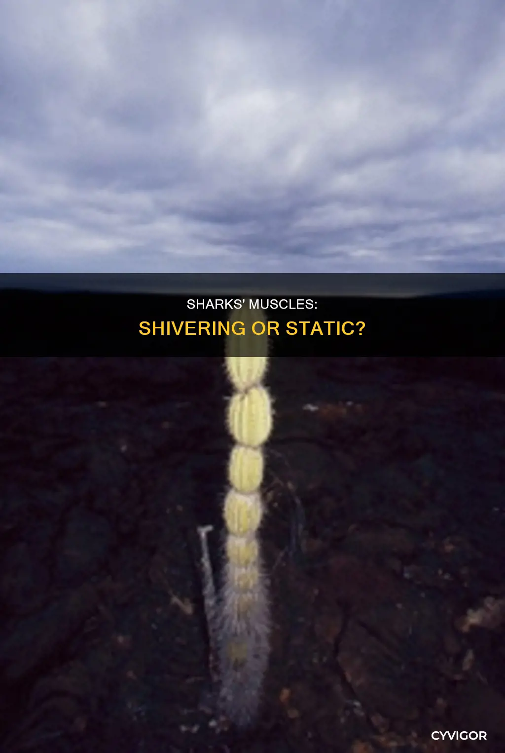 Sharks' Muscles: Shivering Or Static? | CyVigor