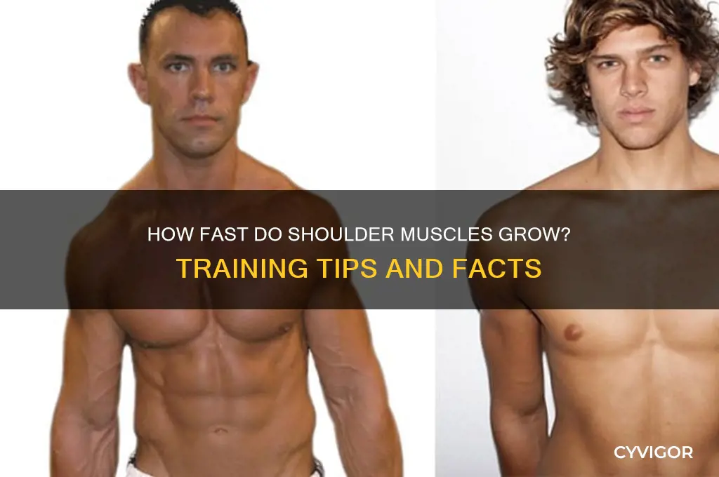 How Fast Do Shoulder Muscles Grow? Training Tips And Facts | CyVigor