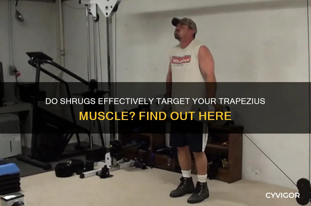Do Shrugs Effectively Target Your Trapezius Muscle? Find Out Here | CyVigor