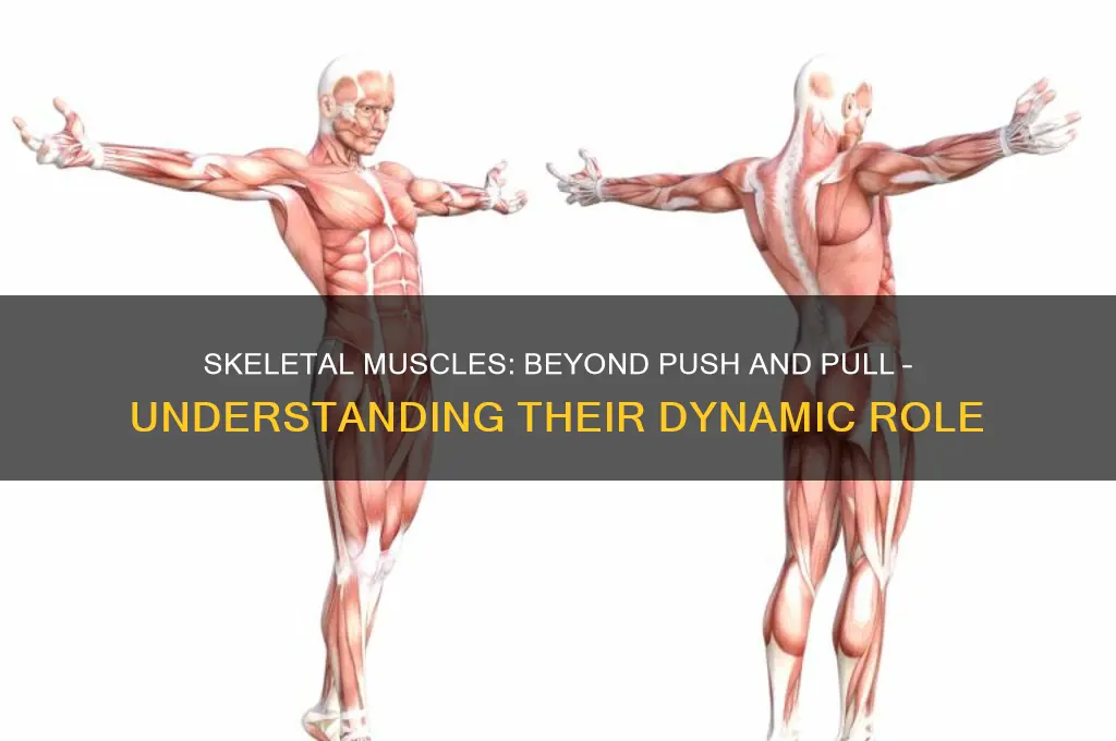 Skeletal Muscles: Beyond Push And Pull – Understanding Their Dynamic ...