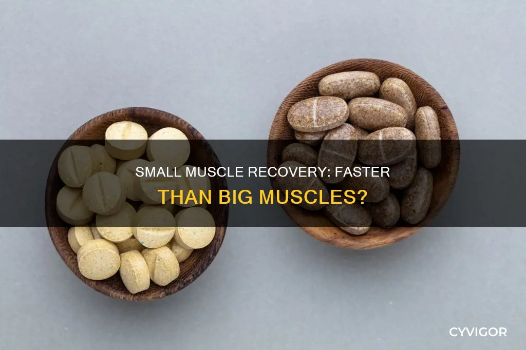 Small Muscle Recovery: Faster Than Big Muscles? | CyVigor