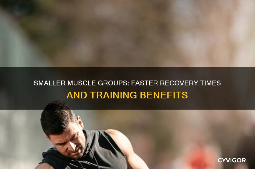 Smaller Muscle Groups: Faster Recovery Times And Training Benefits ...