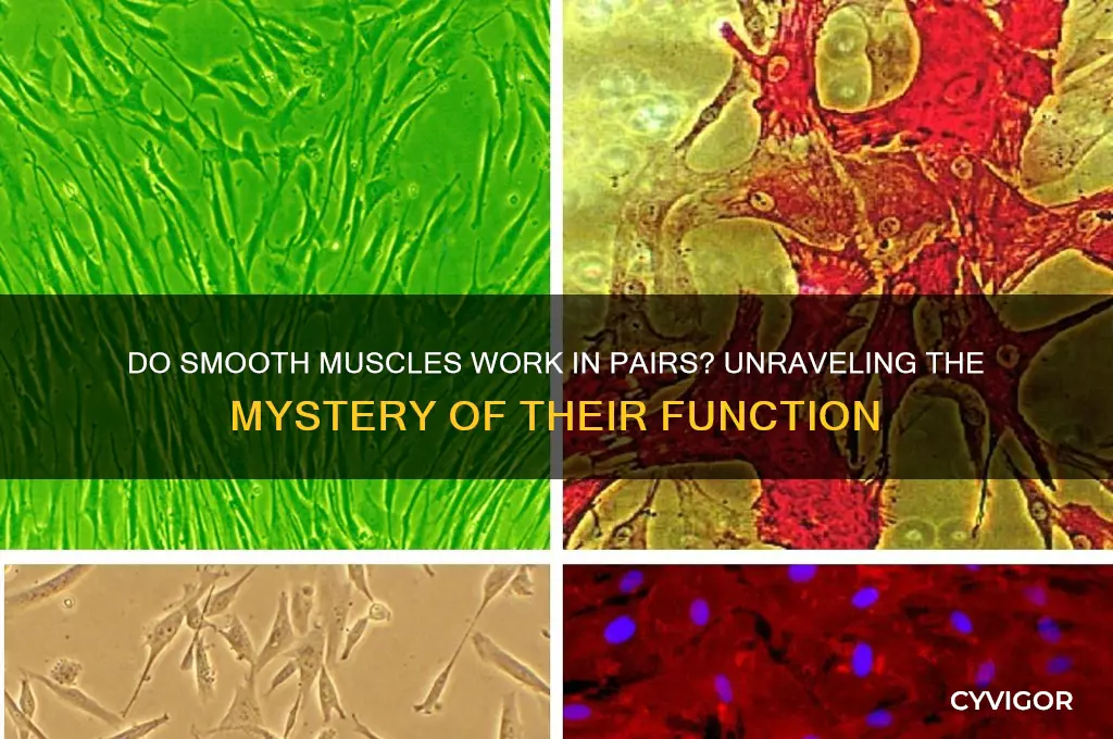 Do Smooth Muscles Work In Pairs? Unraveling The Mystery Of Their ...