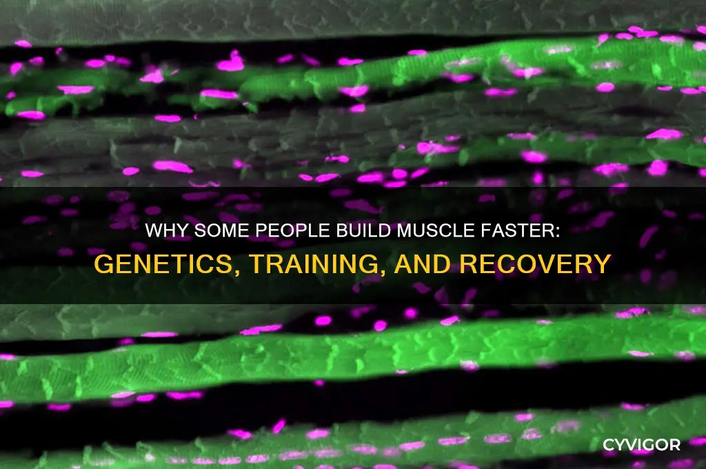 Why Some People Build Muscle Faster: Genetics, Training, And Recovery ...