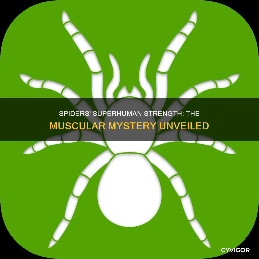 Spiders' Superhuman Strength: The Muscular Mystery Unveiled | CyVigor