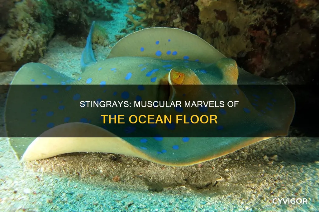 Stingrays: Muscular Marvels Of The Ocean Floor | CyVigor