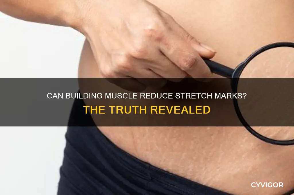 Can Building Muscle Reduce Stretch Marks? The Truth Revealed | CyVigor