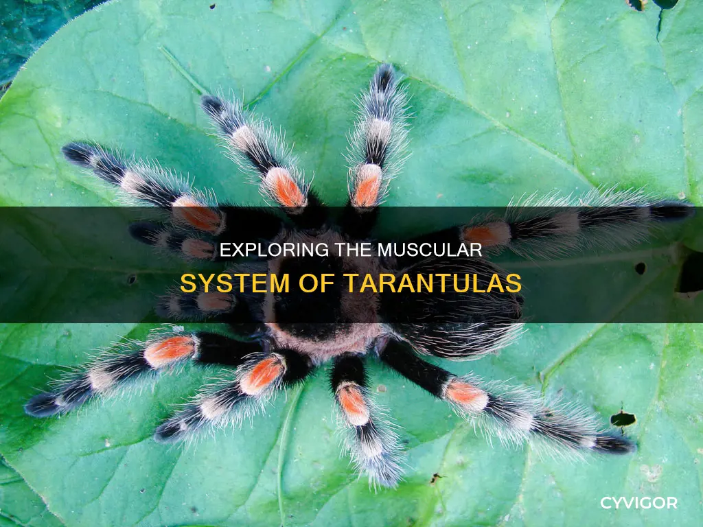 Exploring The Muscular System Of Tarantulas | CyVigor