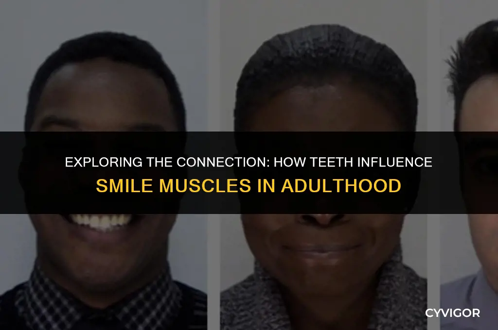 Exploring The Connection: How Teeth Influence Smile Muscles In ...