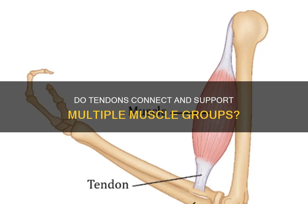 Do Tendons Connect And Support Multiple Muscle Groups? | CyVigor