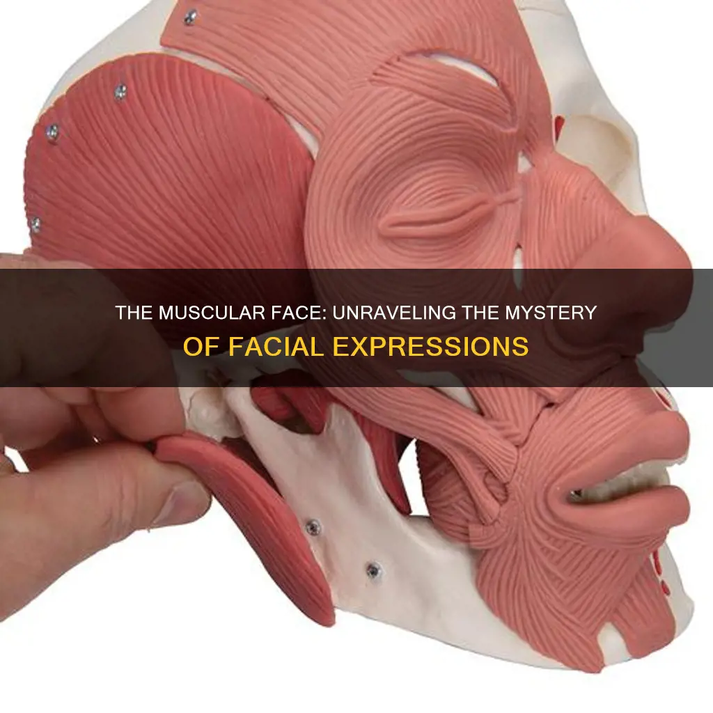 The Muscular Face: Unraveling The Mystery Of Facial Expressions | CyVigor