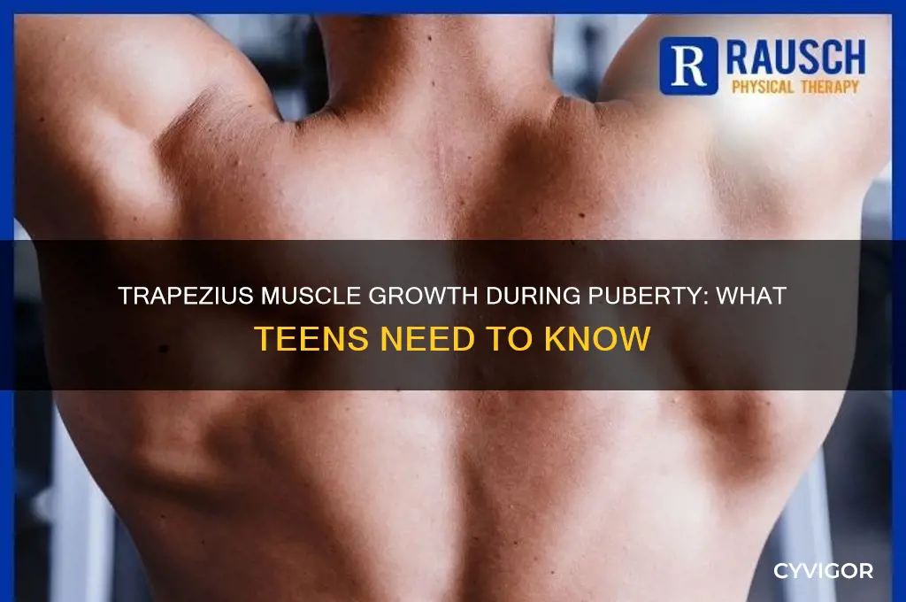 Trapezius Muscle Growth During Puberty: What Teens Need To Know | CyVigor