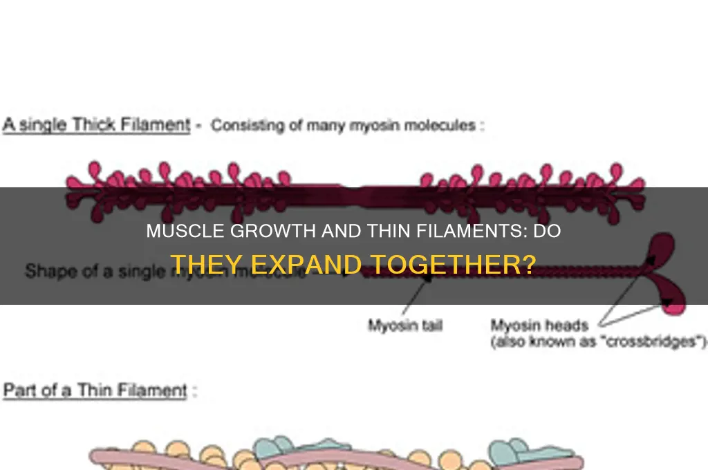 Muscle Growth And Thin Filaments: Do They Expand Together? | CyVigor