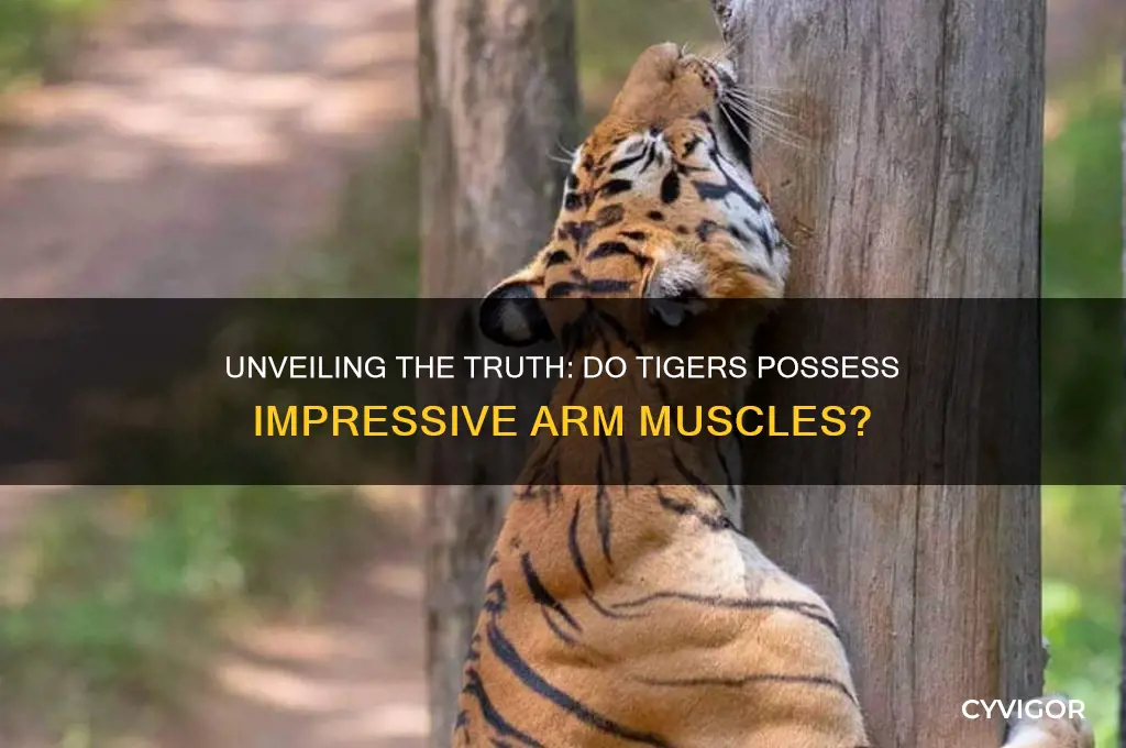 Unveiling The Truth: Do Tigers Possess Impressive Arm Muscles? | CyVigor