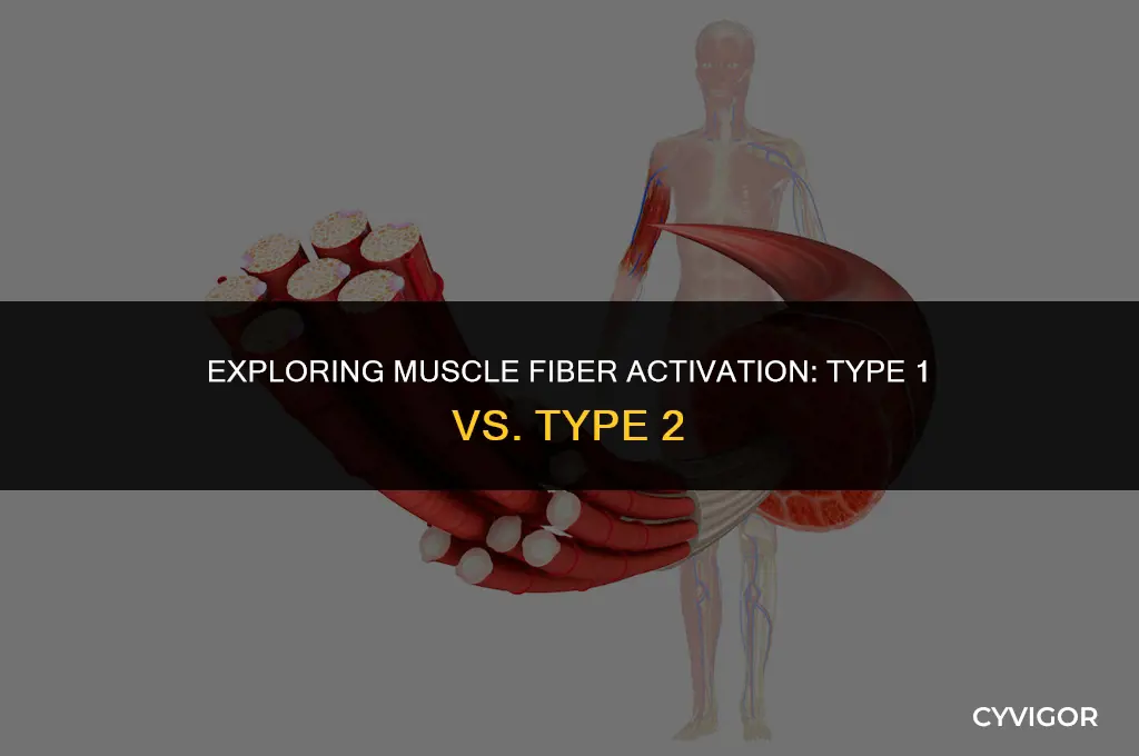 Exploring Muscle Fiber Activation: Type 1 Vs. Type 2 | CyVigor