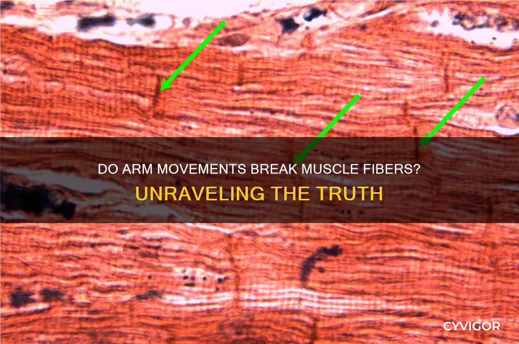 Do Arm Movements Break Muscle Fibers? Unraveling The Truth | CyVigor