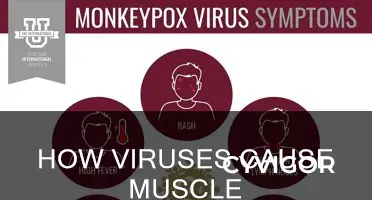 How Viruses Cause Muscle Aches And Pains | CyVigor