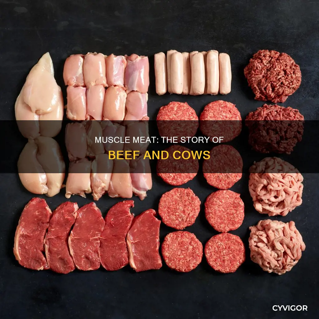 Muscle Meat: The Story Of Beef And Cows | CyVigor
