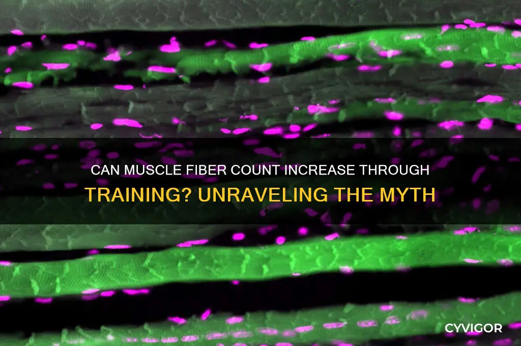 Can Muscle Fiber Count Increase Through Training? Unraveling The Myth ...