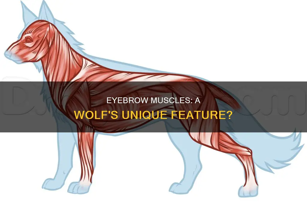 Eyebrow Muscles: A Wolf's Unique Feature? | CyVigor