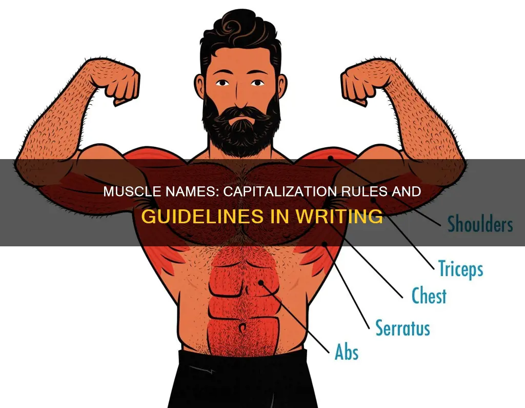 Muscle Names: Capitalization Rules And Guidelines In Writing | CyVigor