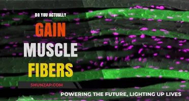 Muscle Growth And Blood Cells: Understanding The Connection And ...