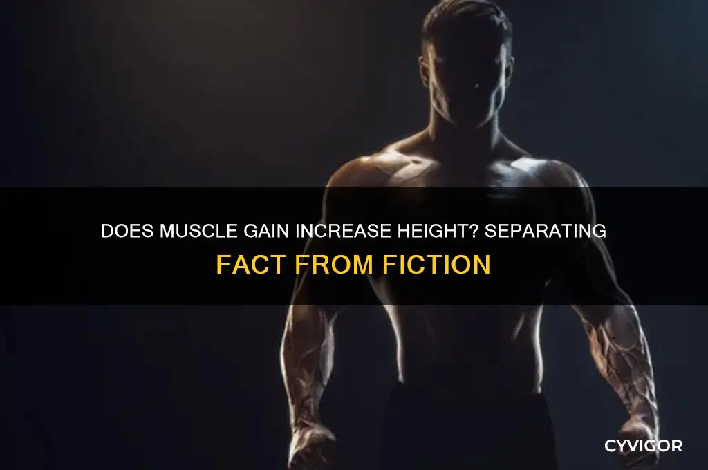 Does Muscle Gain Increase Height? Separating Fact From Fiction | CyVigor