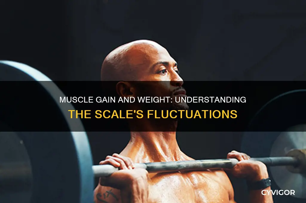 Muscle Gain And Weight: Understanding The Scale's Fluctuations | CyVigor